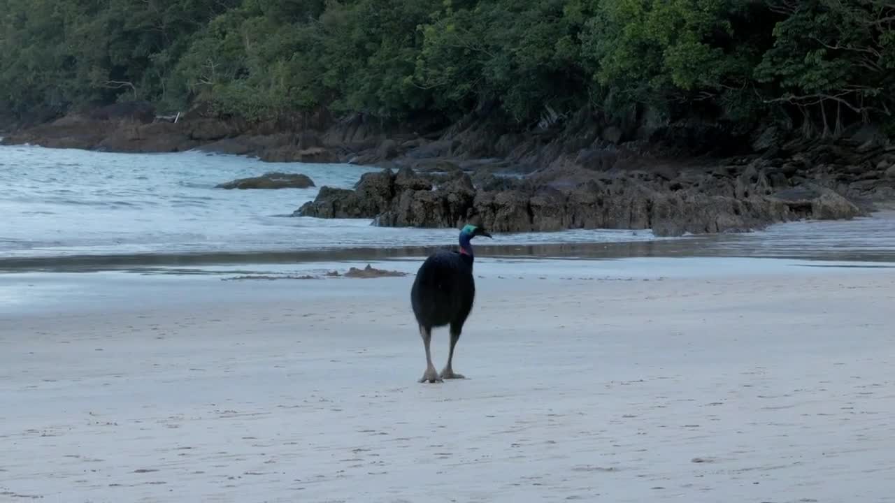 The Southern Cassowary: Close-Ups of the 'Rainforest Gardener'