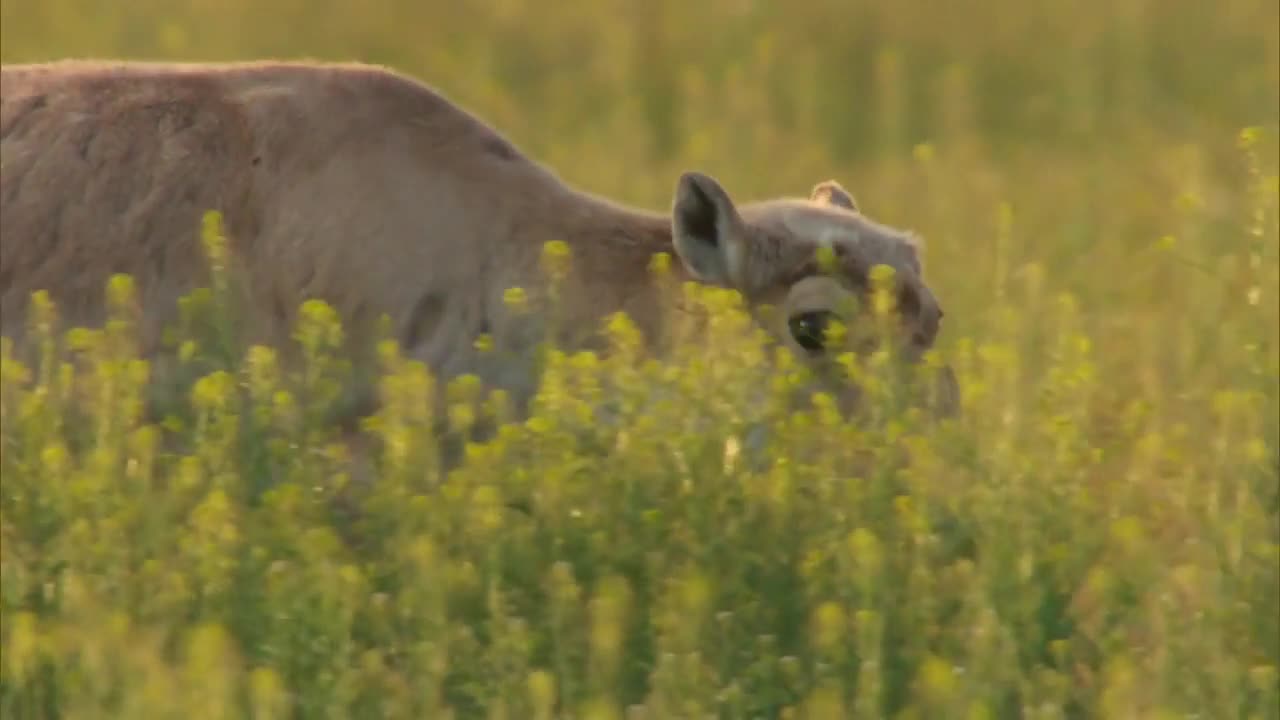 The Saiga Antelope: Close-Up Footage of an Endangered Steppe Nomad