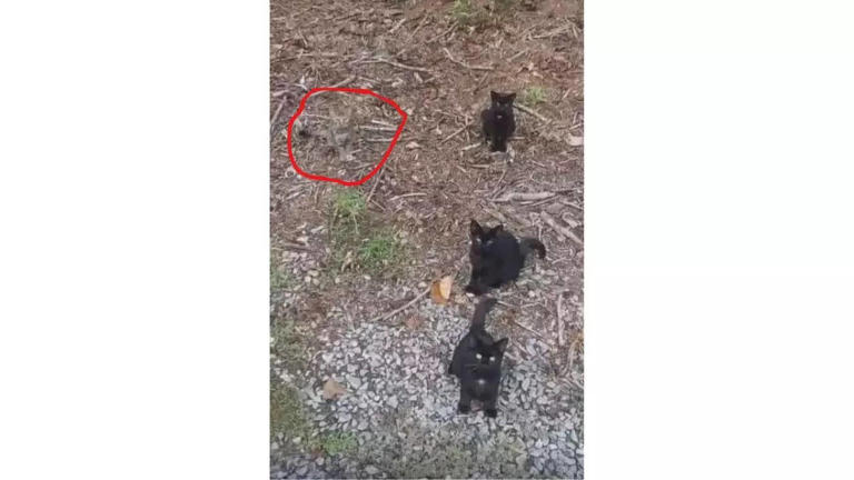 Optical Illusion: Only sharp eyes will spot the sneaky fourth cat ...