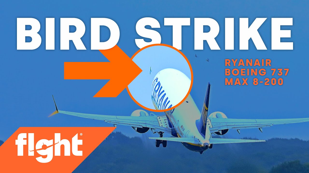 Airplane Bird Strike Captured in Dramatic Footage