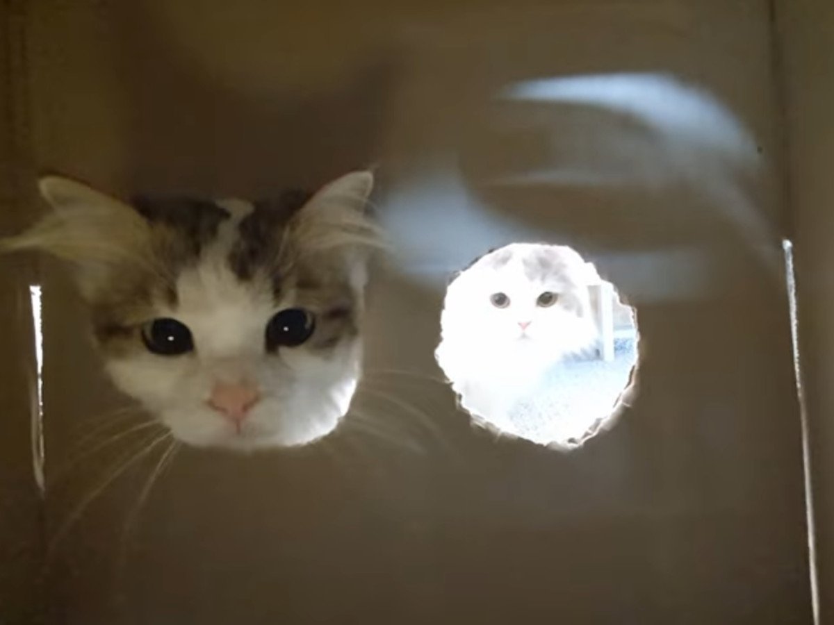 気になるニャン！？ 箱に開いた穴の中をのぞき込む猫たちの《好奇心》がすごすぎて大反響
