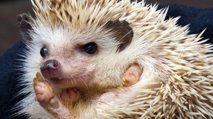 5 Unusual Small Pets That Might Steal Your Heart