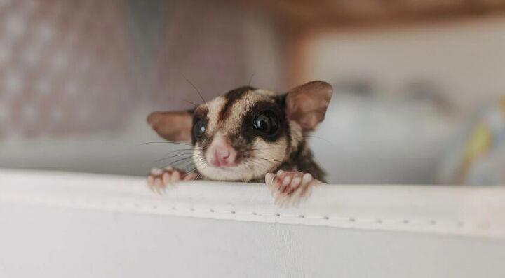 5 Unusual Small Pets That Might Steal Your Heart