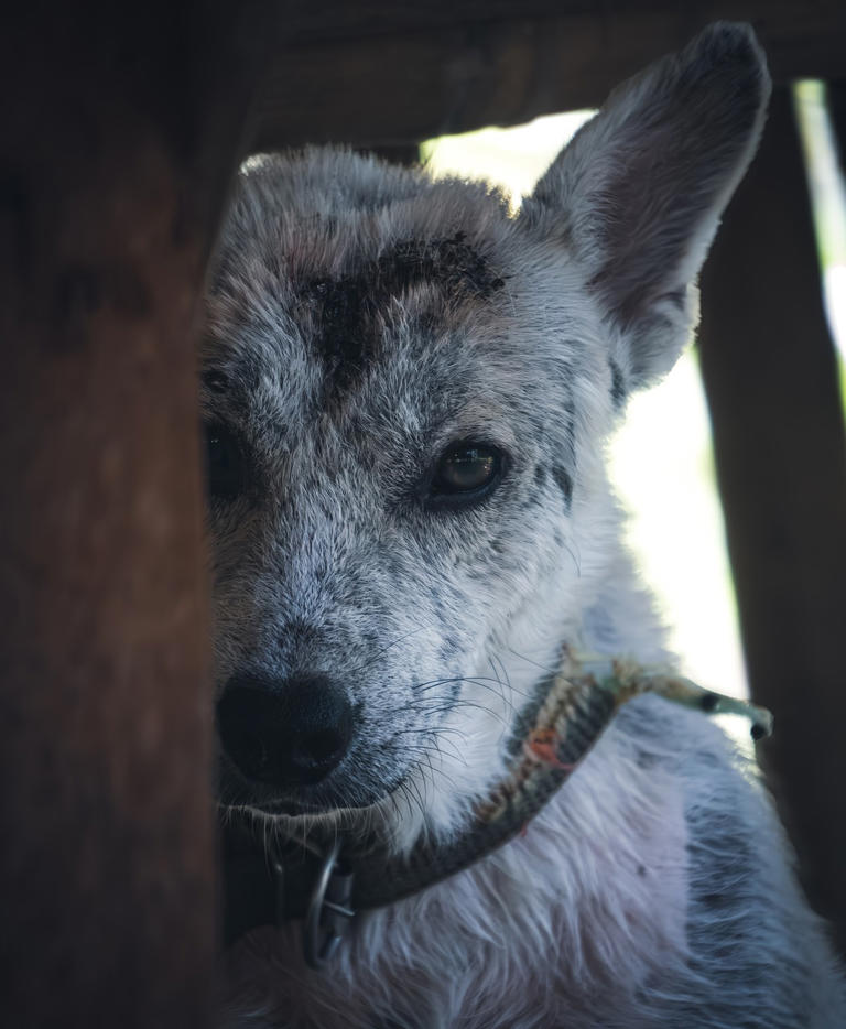 Which Animals View Humans as Predators?