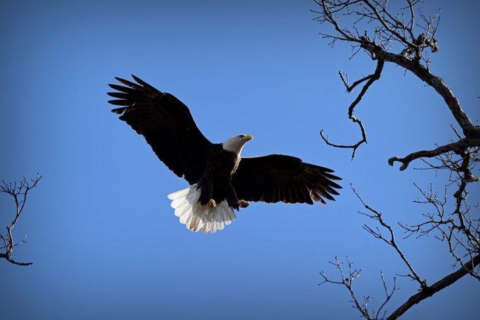 20 Stunning and Inspiring Bald Eagle Pictures