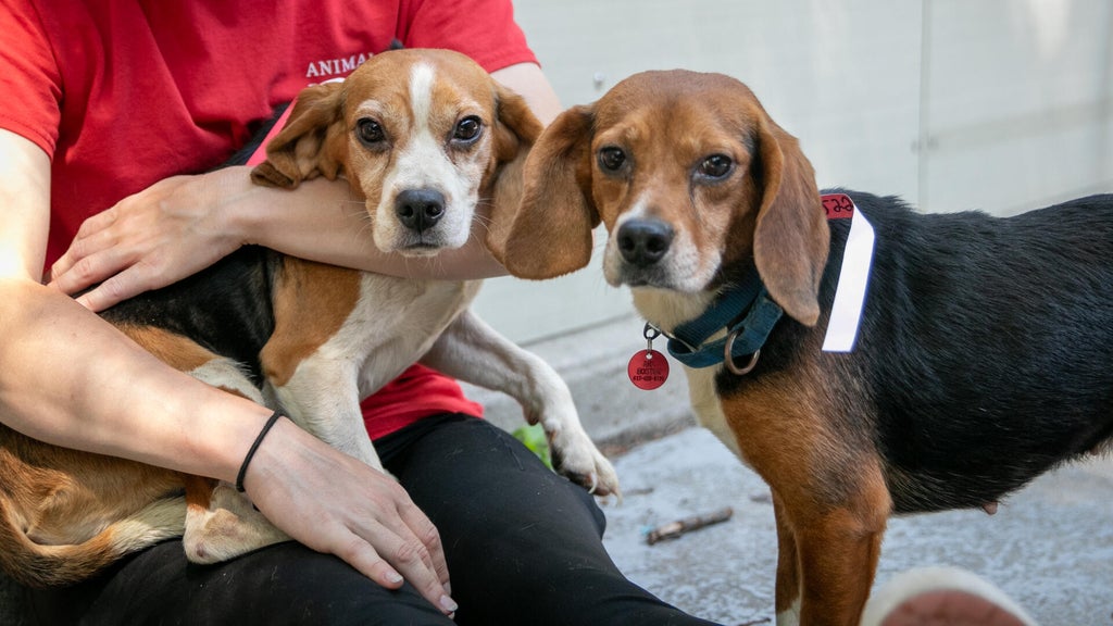 10 beagles named after bagels to be available for adoption in Boston ...