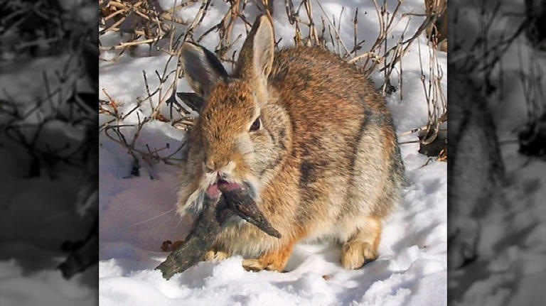 The Viral Tentacle Bunny Is More Heartbreaking Than Everyone Thinks