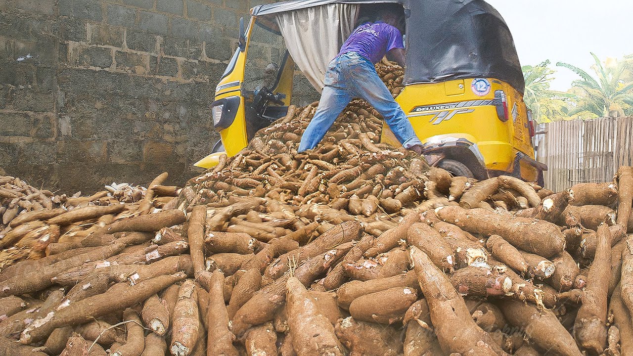 The process of harvesting and processing fresh cassava in Nigeria