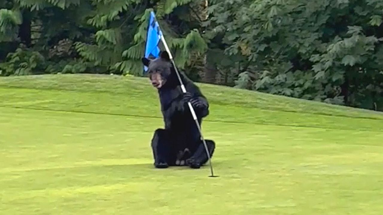 Curious bear goes on destructive rampage on golf course