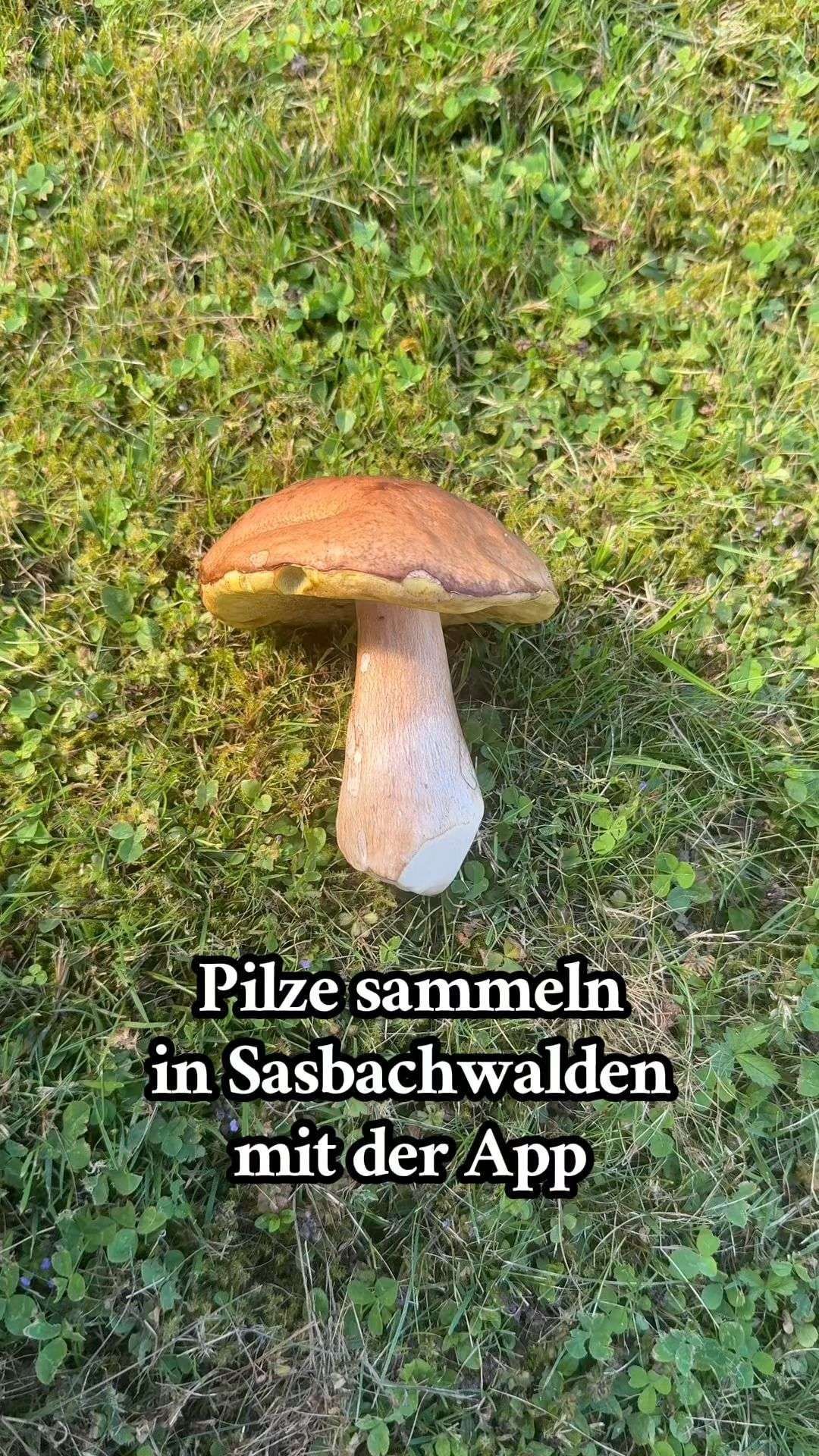 Mit Pilz-Bestimmungs-App in den Wald: Selbstversuch in Sasbachwalden