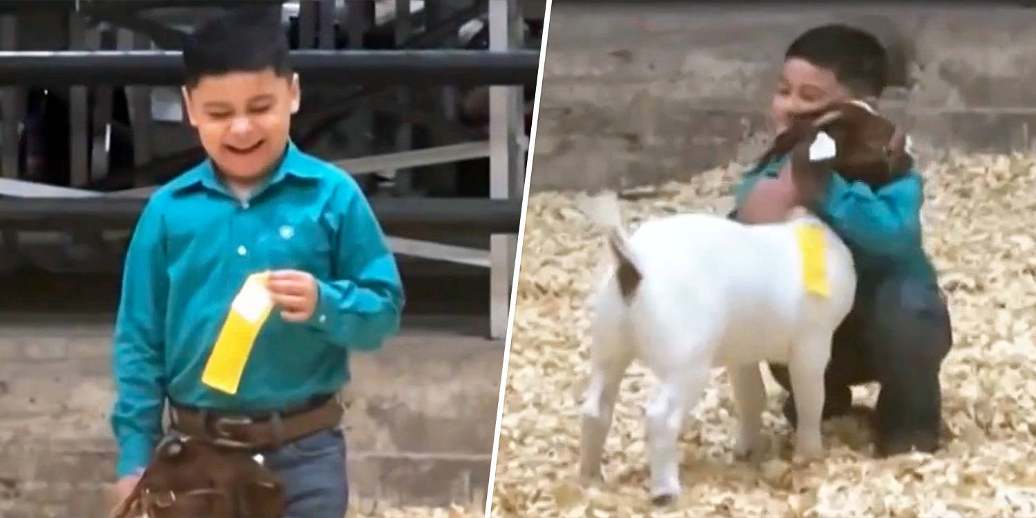 This 5-Year-Old's Reaction to Earning a Ribbon at a Goat Show ...