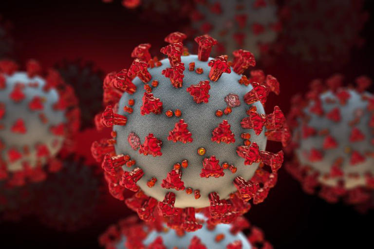 'Protect your pets' warning issued over RVHD2 virus outbreak that can kill