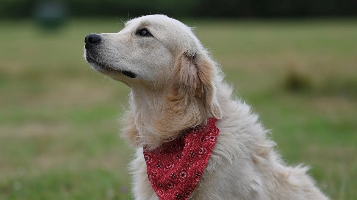 These dog breeds enjoy human companionship more than that of their own pack