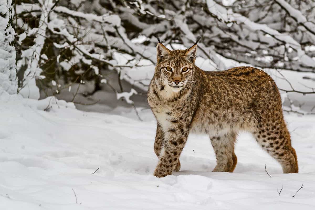 Fascinating Radioactive Animals from Chernobyl