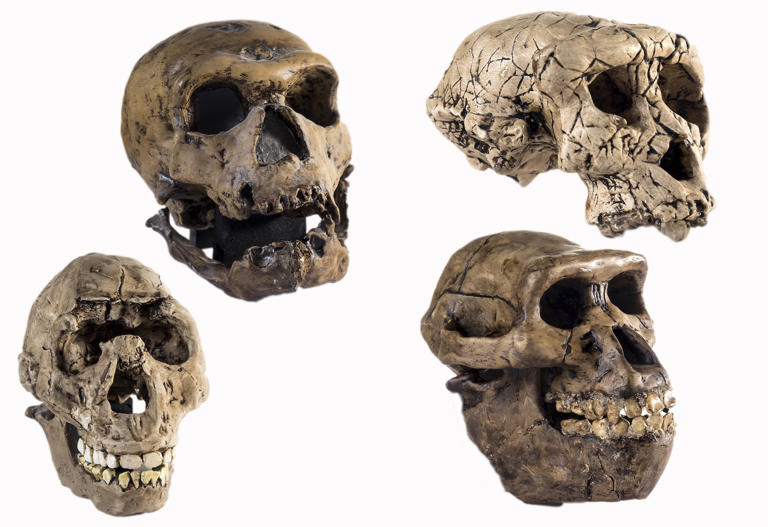 A braided stream, not a family tree: How new evidence upends our ...