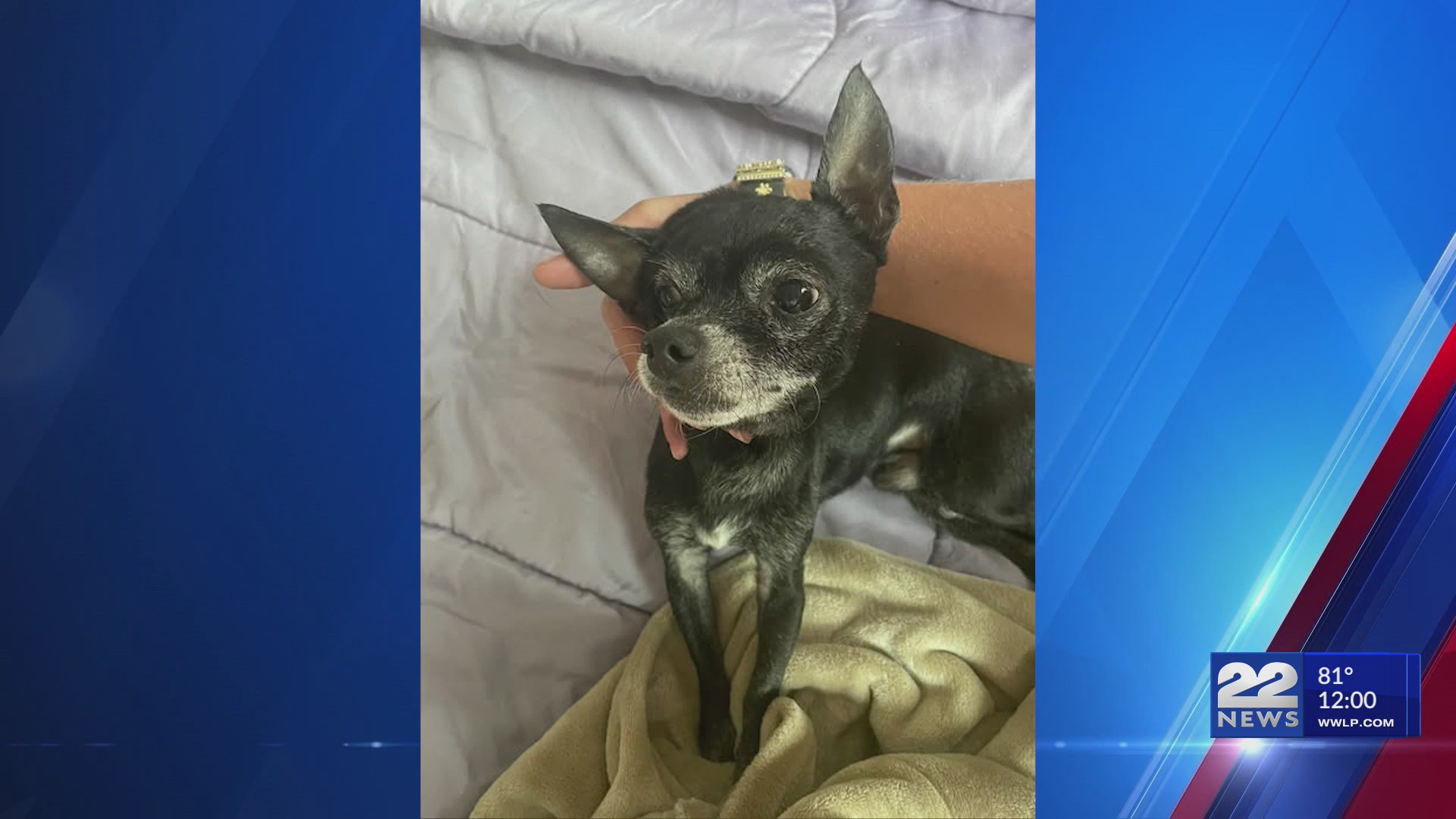 Dog found in bag near business on Boston Road in Springfield