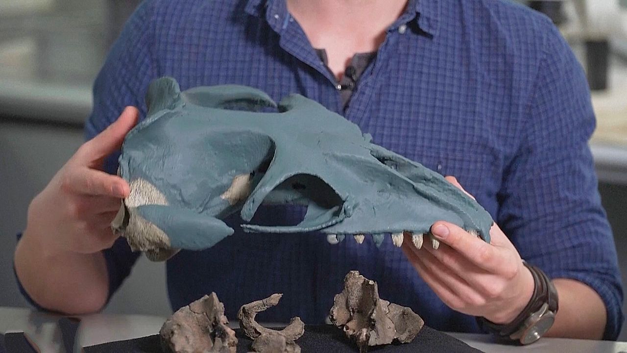 New prehistoric whale species with razor-sharp teeth discovered in ...