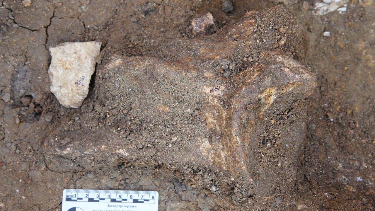 2.6 million-year-old stone tools reveal ancient human relatives were ...