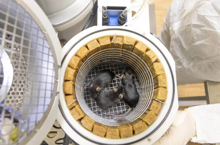 Russia launches mice, microbes and more on monthlong mission to Earth ...