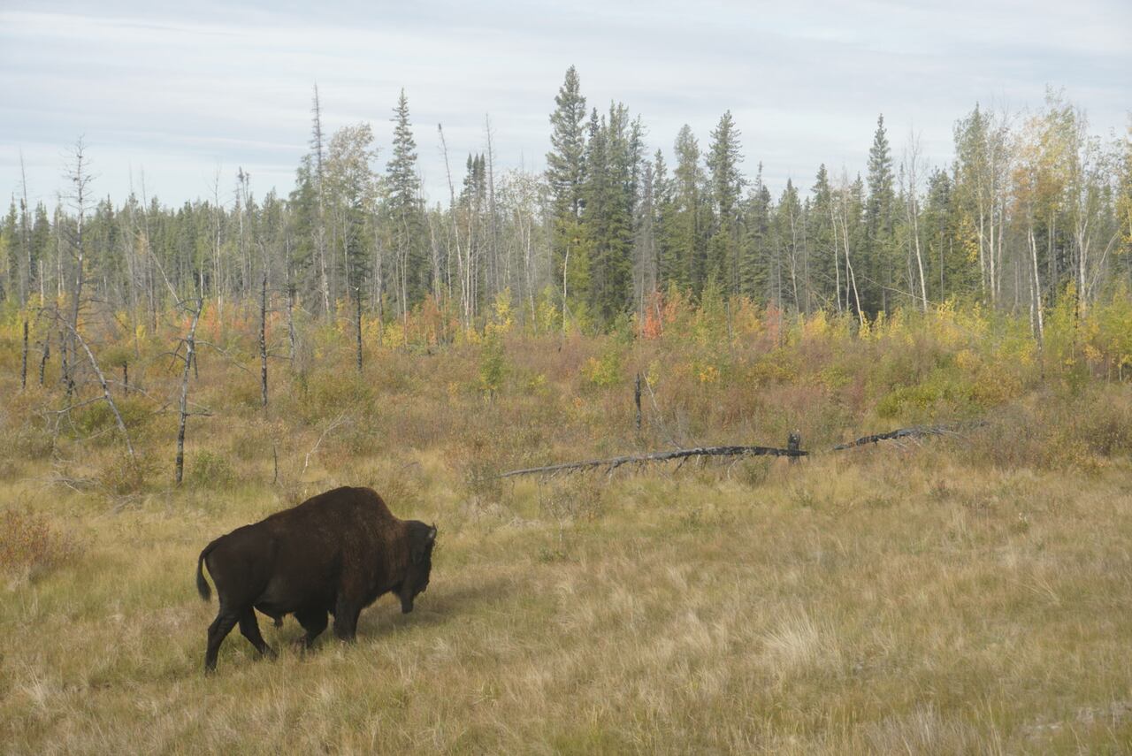 Dead bison in N.W.T.'s North Slave region might have had anthrax