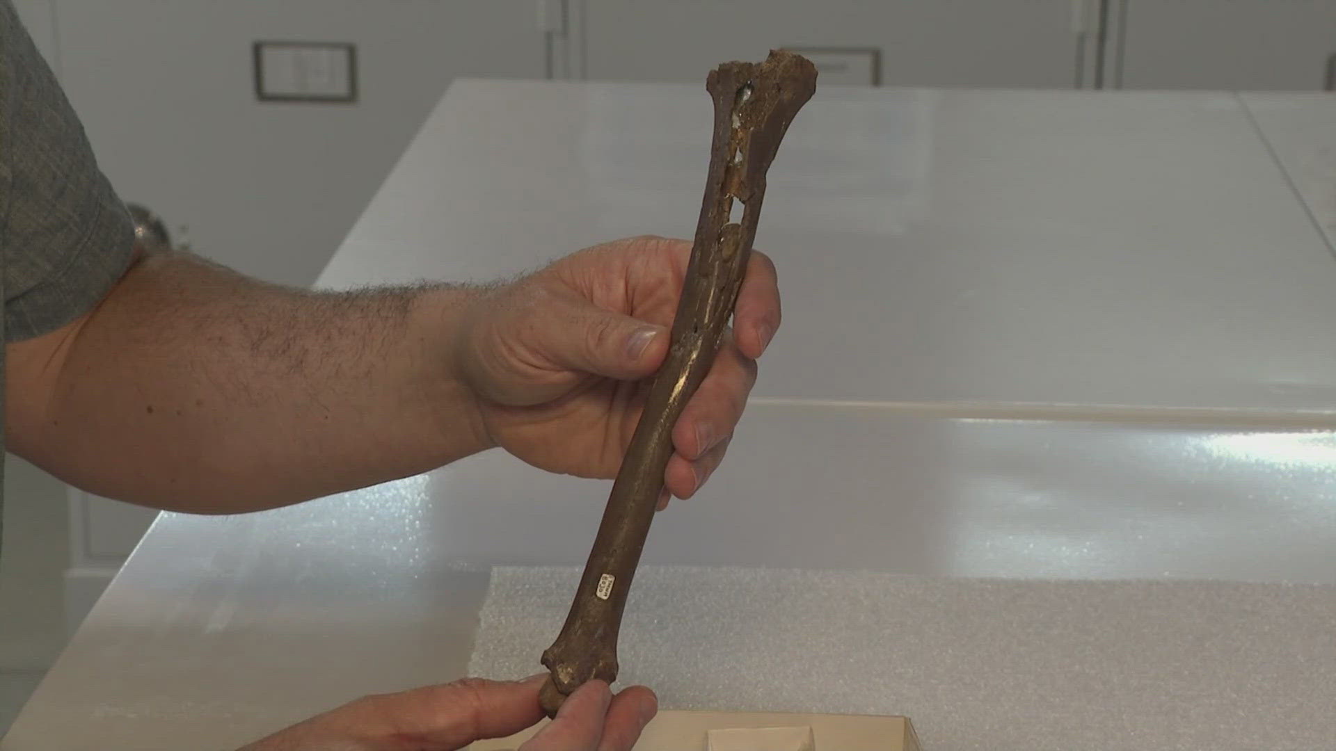 Researchers at East Tennessee State University discovered fossils of a ...