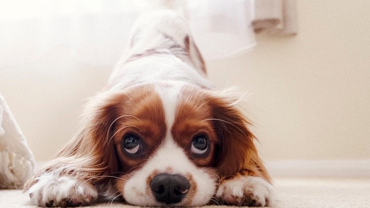 These 8 sleeping positions of your dog reveal how he really feels