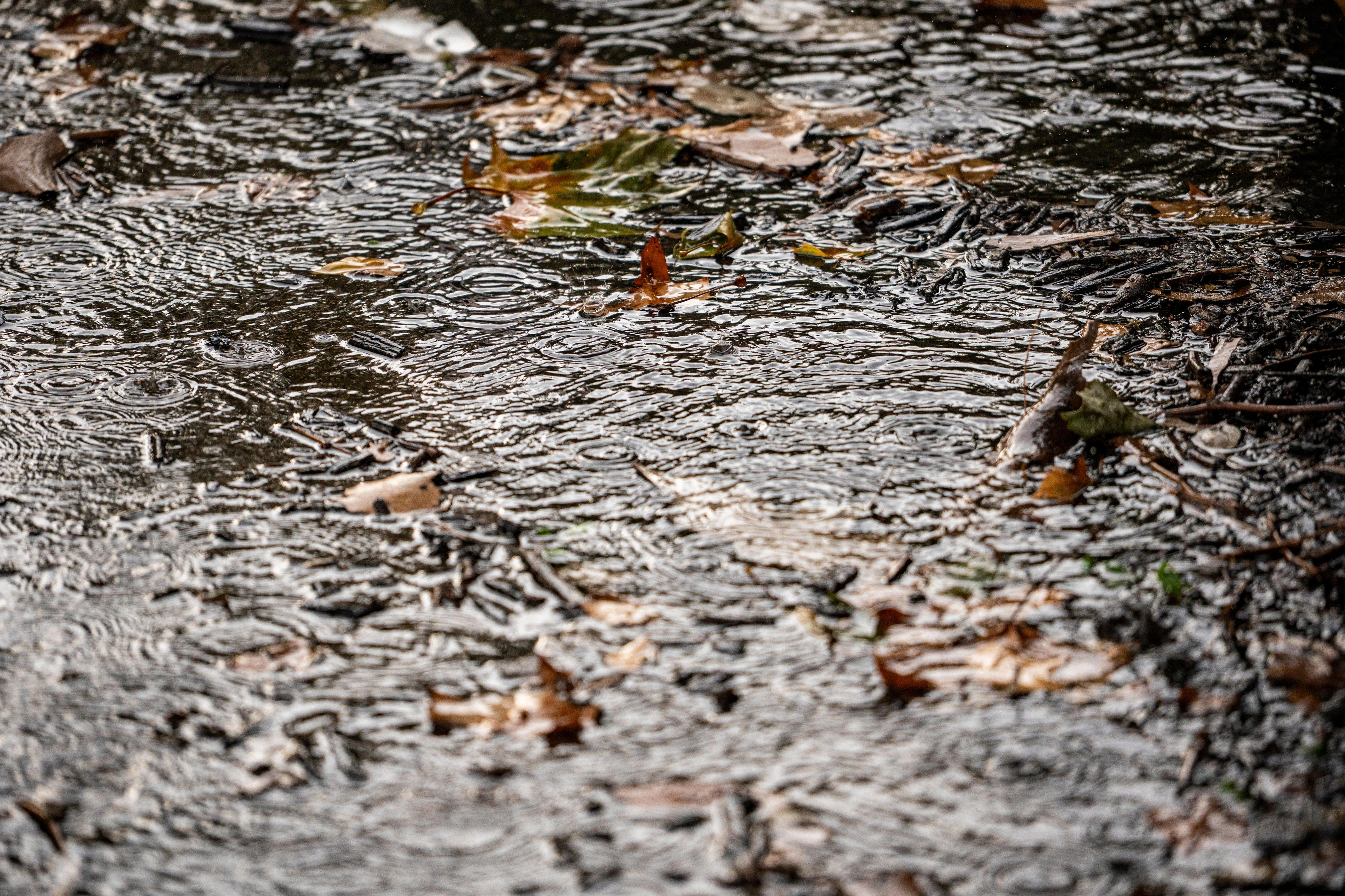 How much rain did we get last night? Here are the highest rainfall ...