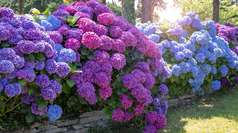 Have Your Hydrangeas Failed To Bloom? Here's A Common Reason Why.