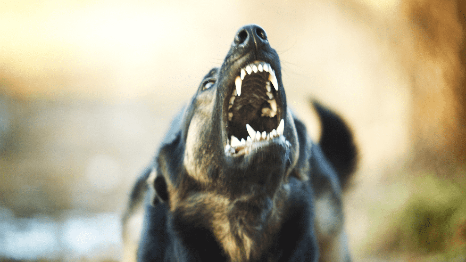 The 10 Dog Breeds You Don't Want to Mess With