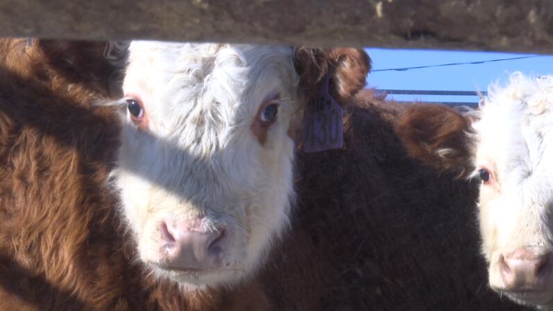 North Dakota man indicted in alleged $200 million national cattle fraud ...