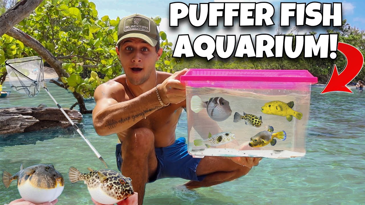 Puffer Fish ONLY Aquarium!!
