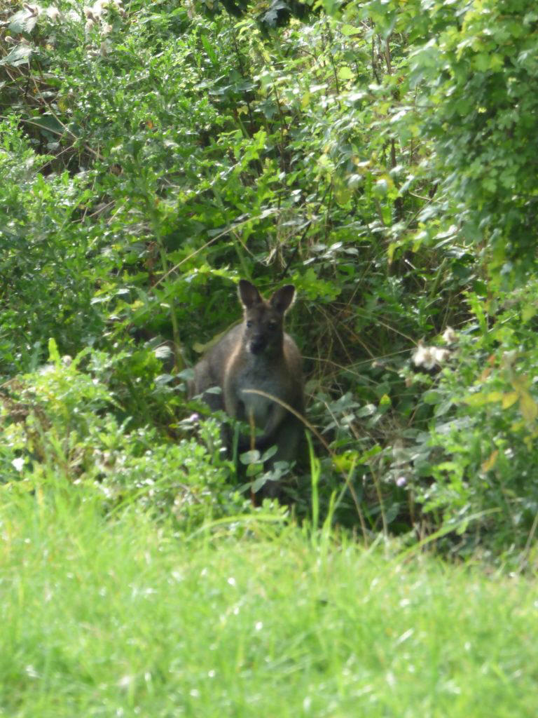 Police hunting for ‘runaway’ wallaby