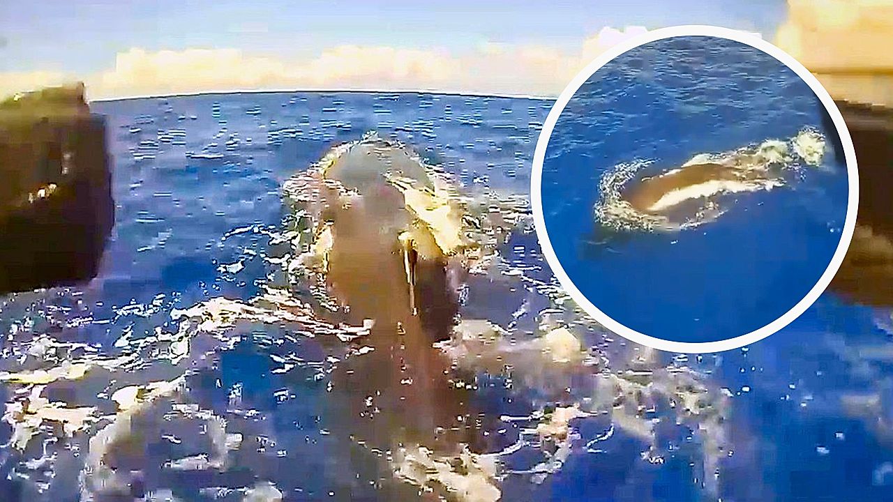 Researchers using 'tap-and-go' drones to tag whales in the Caribbean