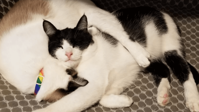Stray cat walks into home and changes family's life forever