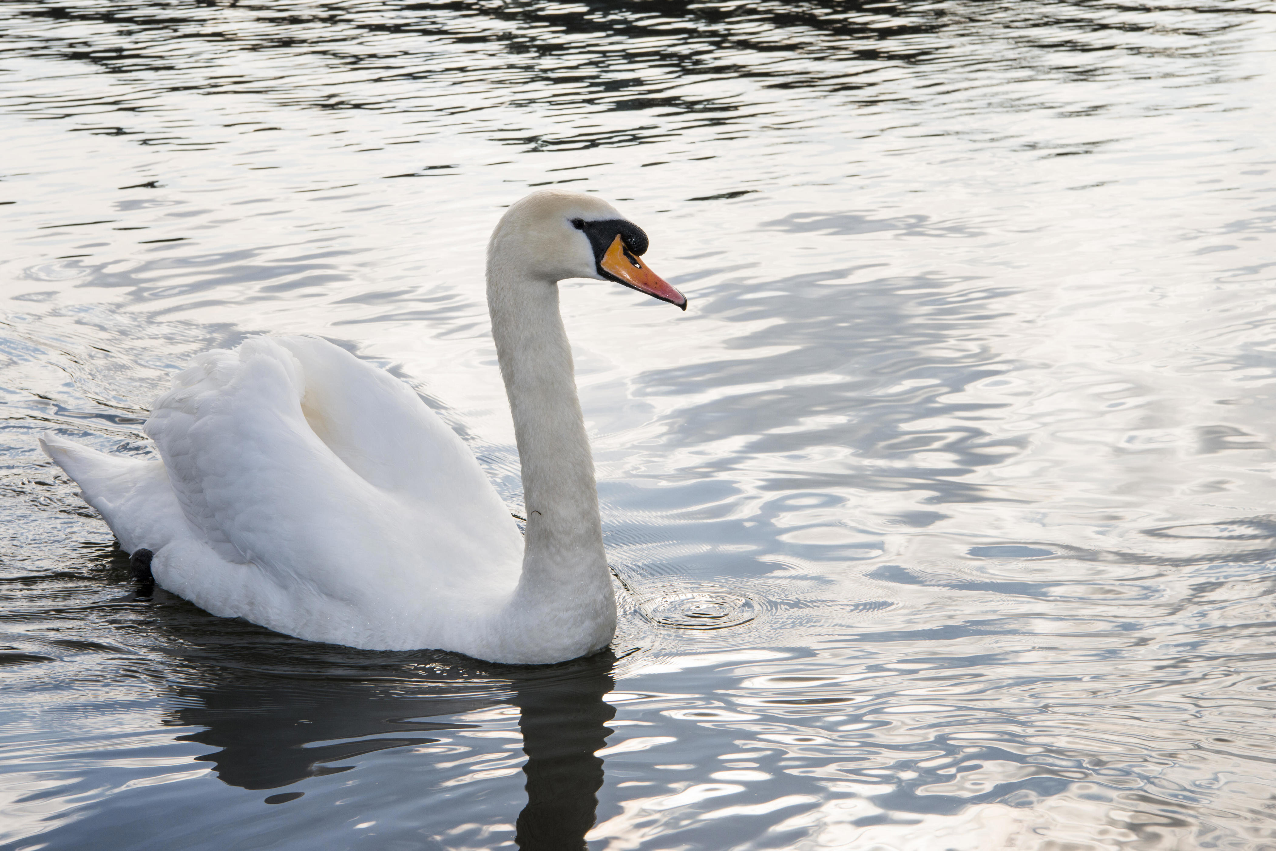California Considers Hunting to Control Invasive Mute Swans