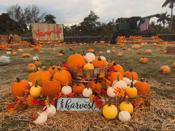 The Berry Farm Welcomes You Back for a Sixth Season in Miami's Countryside