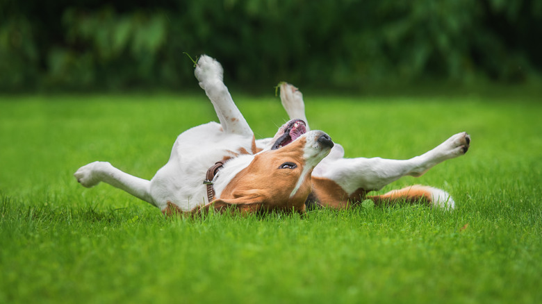 These Natural Tricks Make Getting Fleas Out Of Your Yard Even Easier