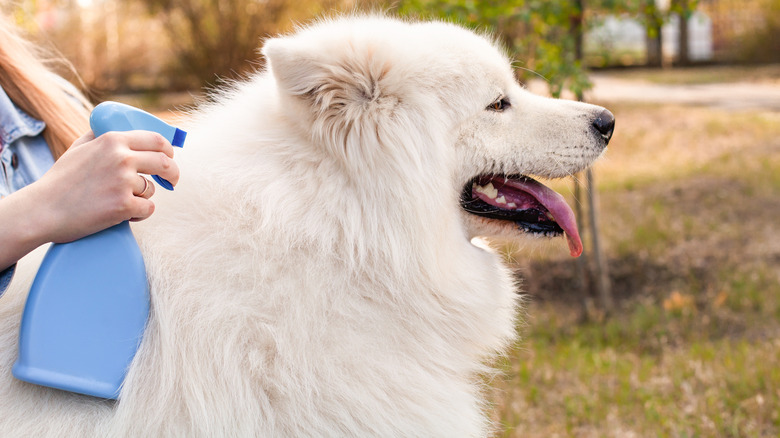 These Natural Tricks Make Getting Fleas Out Of Your Yard Even Easier