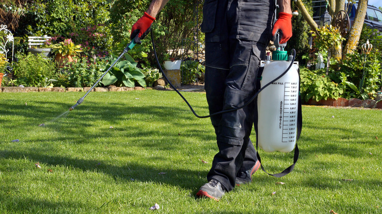 These Natural Tricks Make Getting Fleas Out Of Your Yard Even Easier