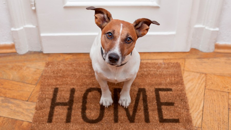 Free pet vaccines, microchips this weekend in Cleveland