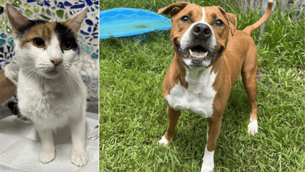 Escambia County Animal Welfare offering free pet adoptions through end ...
