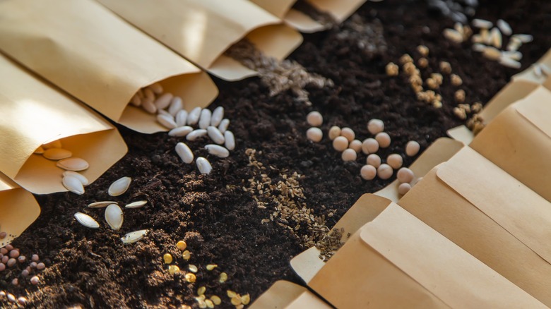 The Best Companies To Buy Your Garden Seeds From