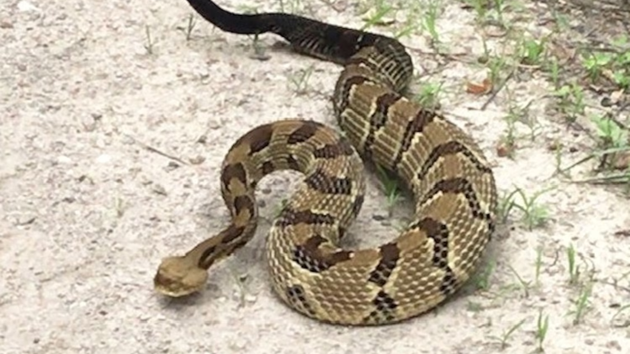Snake Bite Claims Life Of Tennessee Hiker: What Mistake He Made While ...