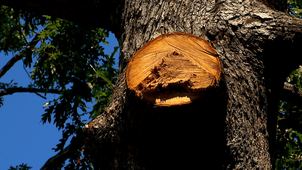Woodfin resident faces $6k bill after FEMA denies Helene-damaged tree ...