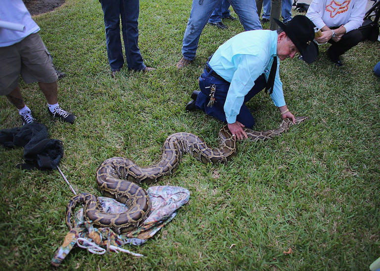 Nearly 300 invasive pythons removed from South Florida during snake hunt