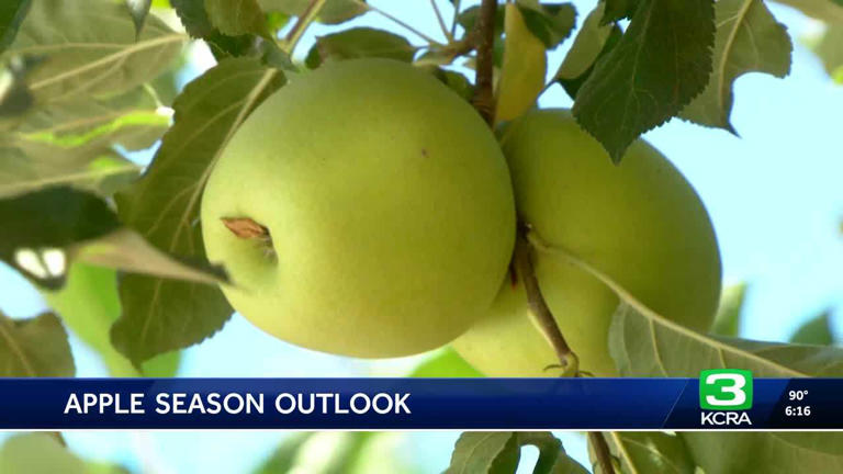 'My best in three decades': As Apple Hill opens for the season, farmers ...