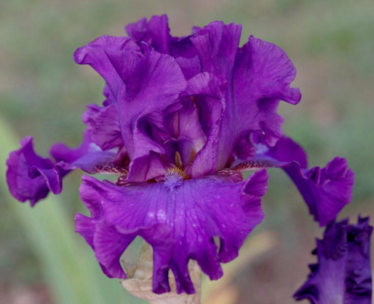 Late summer is the perfect time to plant irises. Here’s how to care for them
