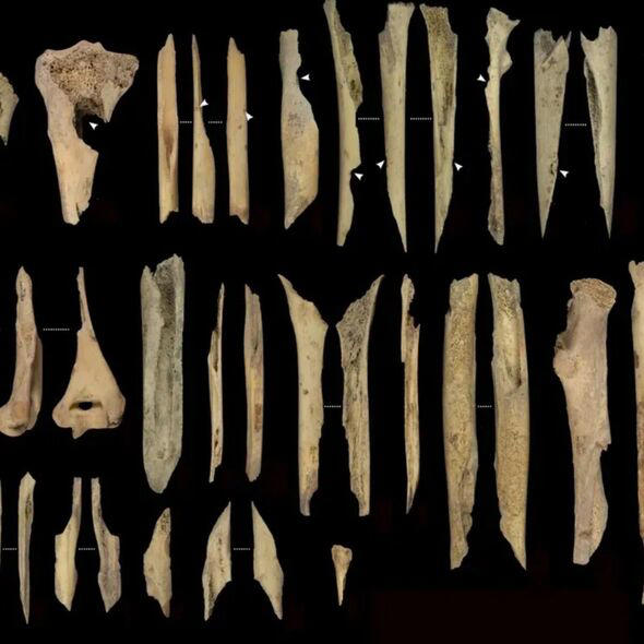 Archaeology horror as human bones discovery leads to 6,000-year-old ...