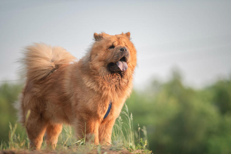 Chow-chow : un compagnon noble aux origines asiatiques