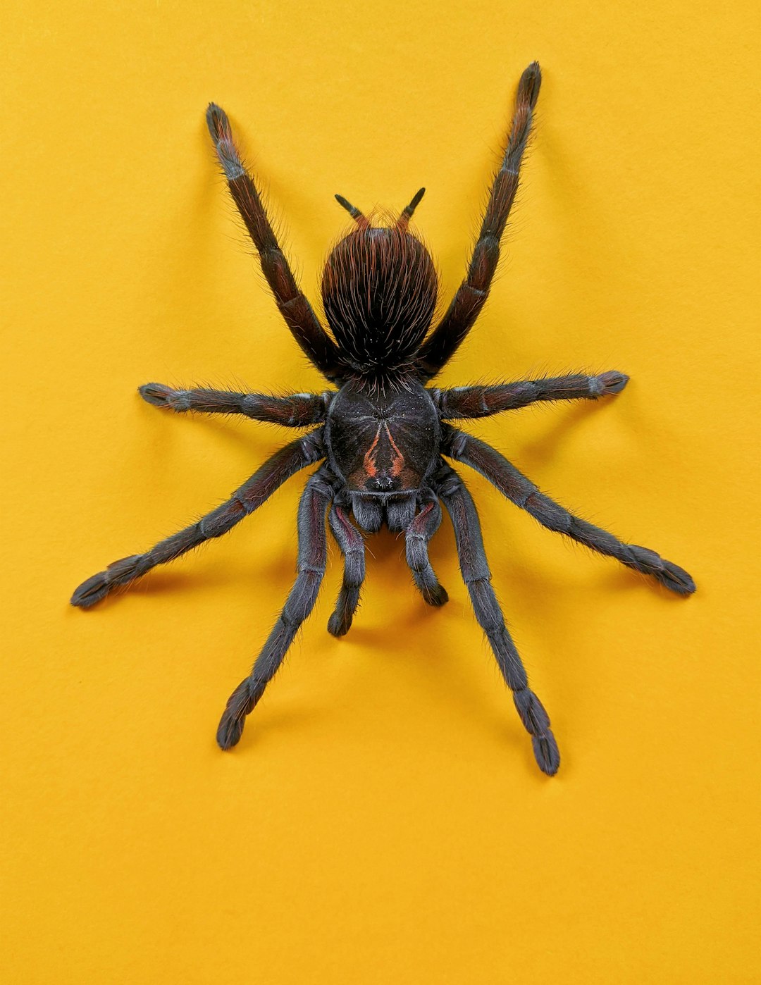 9 Common Phobias That Make No Sense Once You Know the Facts